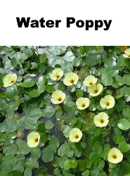 Water Poppy – Dietter's Water Gardens
