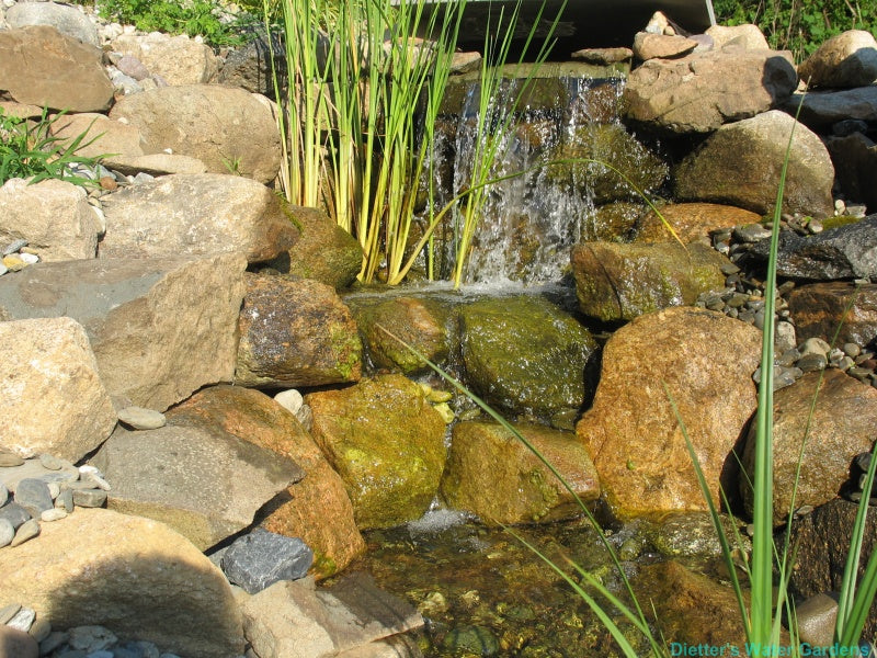 Spirit Pond and Stream Pump (1850gph 115volt - base model) – Dietter's ...